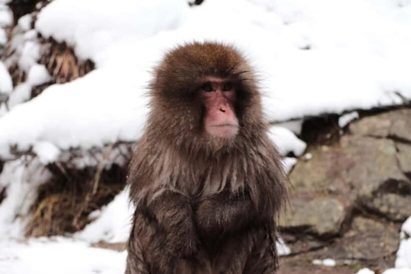 Nagano: Cute & Eccentric Snow Monkeys Half-Day Private Tour - Key Points