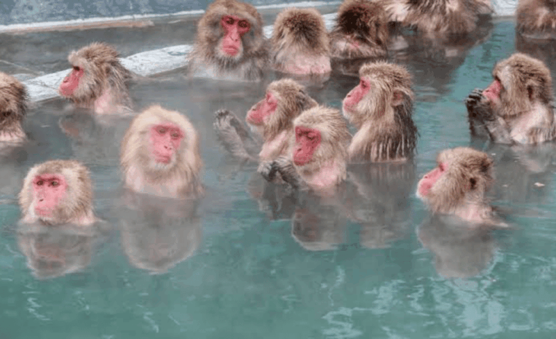 Nagano Full Day Private Tour: Zenkoji Temple, by Car - Transportation and Accessibility