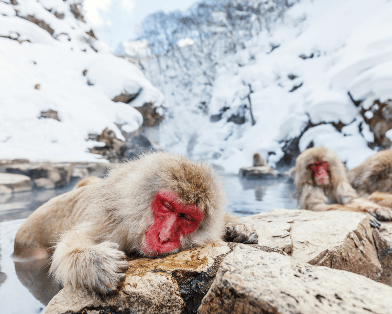 Nagano/Myoko: Snow Monkey & Hot Spring Retreat Private Tour - Key Points