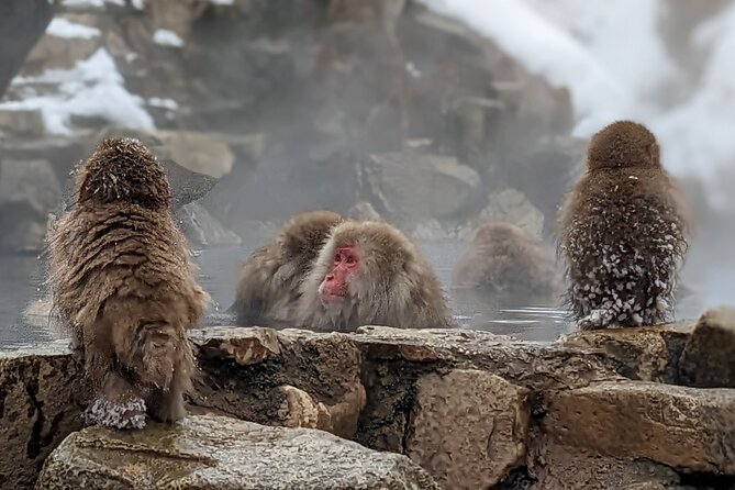 Nagano Snow Monkey 1 Day Tour With Beef Sukiyaki Lunch From Tokyo - Itinerary and Activities