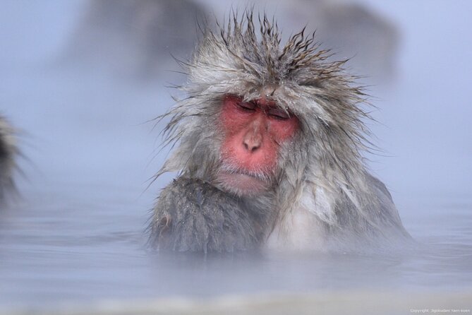 Nagano Snow Monkey 1 Day Tour With Beef Sukiyaki Lunch From Tokyo - Traveler Feedback