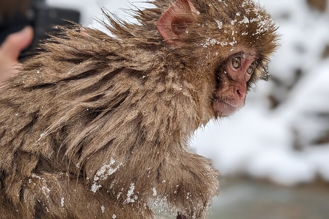Nagano Snow Monkey 1 Day Tour With Beef Sukiyaki Lunch From Tokyo - Enjoying the Traditional Beef Sukiyaki Lunch