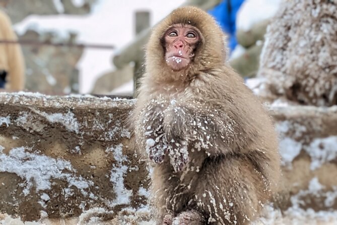Nagano Snow Monkey 1 Day Tour With Beef Sukiyaki Lunch From Tokyo - Seasonal Highlights and Additional Stops