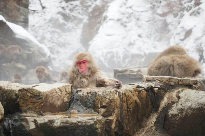 Nagano, Snow Monkey Park, Zenkoji Temple English Guide Tour. - Inclusions