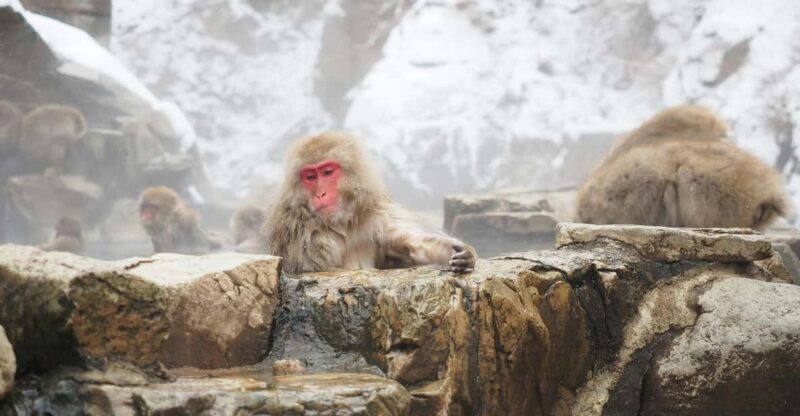 Nagano, Snow Monkey Park, Zenkoji Temple English Guide Tour. - Frequently Asked Questions