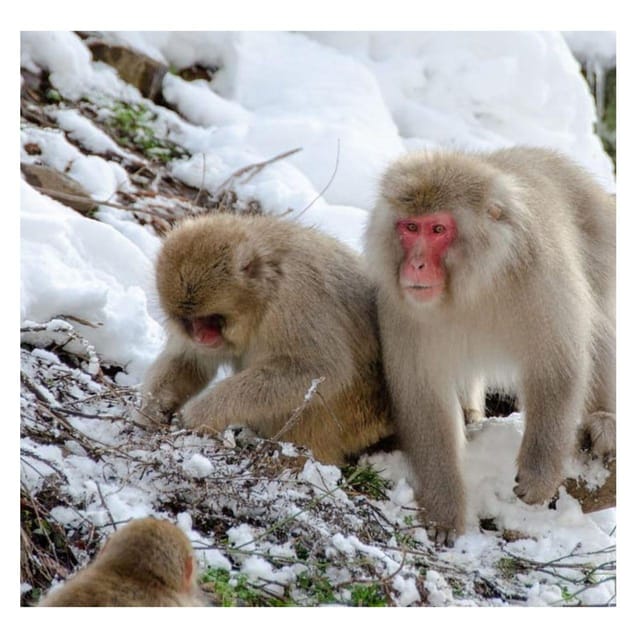 Nagano: Snow Monkey Private Instagramable Day Tour Low Price - Transportation and Amenities