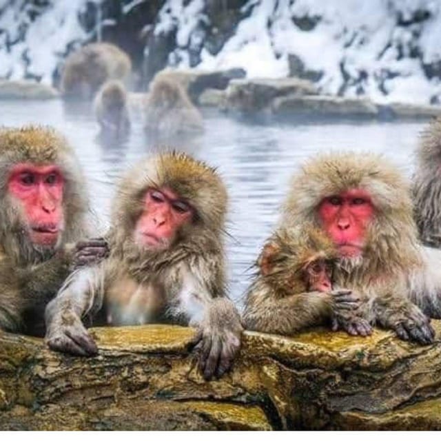 Nagano: Snow Monkey Private Instagramable Day Tour Low Price - Pickup and Drop-off Locations