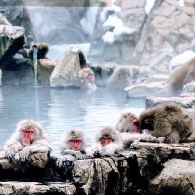 Nagano: Snow Monkey Private Instagramable Day Tour Low Price - Frequently Asked Questions
