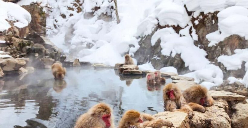 Nagano: Snow Monkeys, Zenko-ji Temple, and Lake Nojiri Tour - Key Points