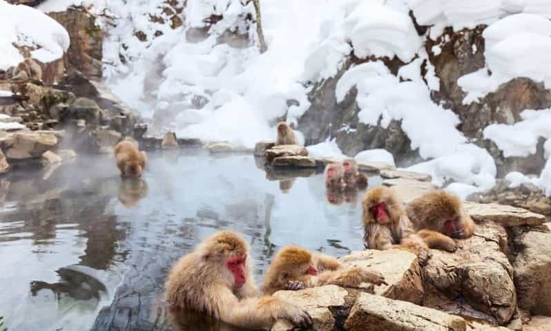 Nagano: Snow Monkeys, Zenko-ji Temple, and Lake Nojiri Tour - Final Thoughts
