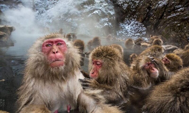 Nagano: Snow Monkeys, Zenko-ji Temple, and Lake Nojiri Tour - Itinerary and Activities