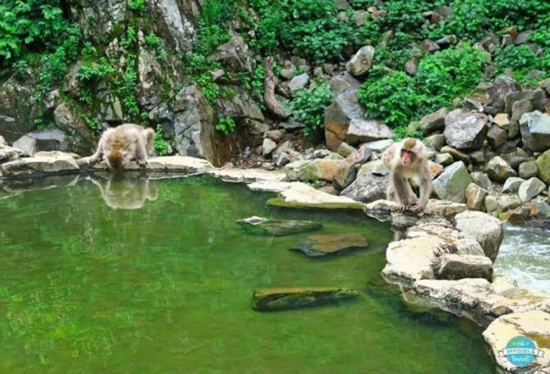 Nagano: Snow Monkeys, Zenko-ji Temple, and Lake Nojiri Tour - Frequently Asked Questions