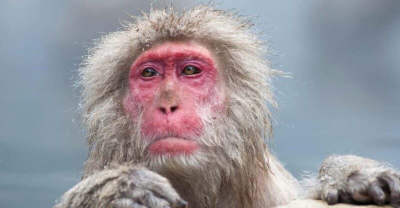 Nagano: Snow Monkeys, Zenkoji Temple & Sake Customized Trip - Key Points