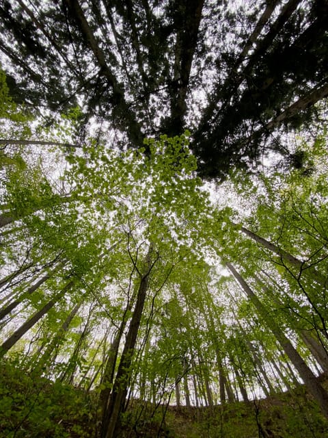 Nagano: Snow Monkeys, Zenkoji Temple & Sake Customized Trip - Jigokudani Monkey Park