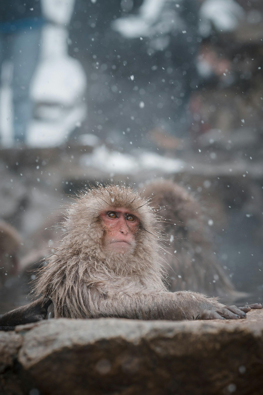 Nagano: Snow Monkeys, Zenkoji Temple & Sake Customized Trip - Tour Features