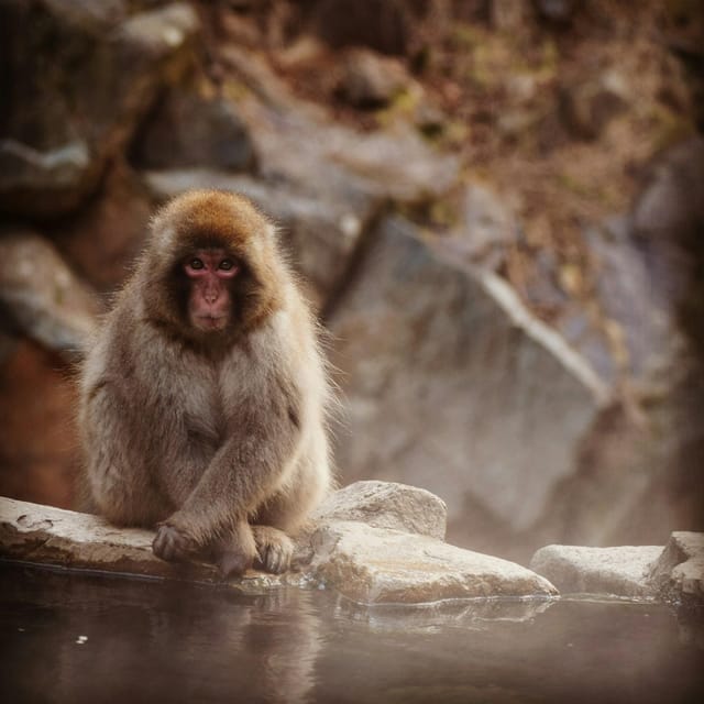 Nagano: Snow Monkeys, Zenkoji Temple & Sake Customized Trip - Booking Information