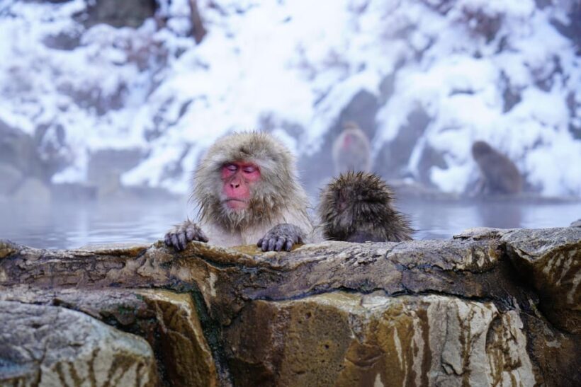 Nagano: Snow Monkeys, Zenkoji Temple & Sake Day Trip - Nagano Snow Monkeys and Cultural Gems in One Day