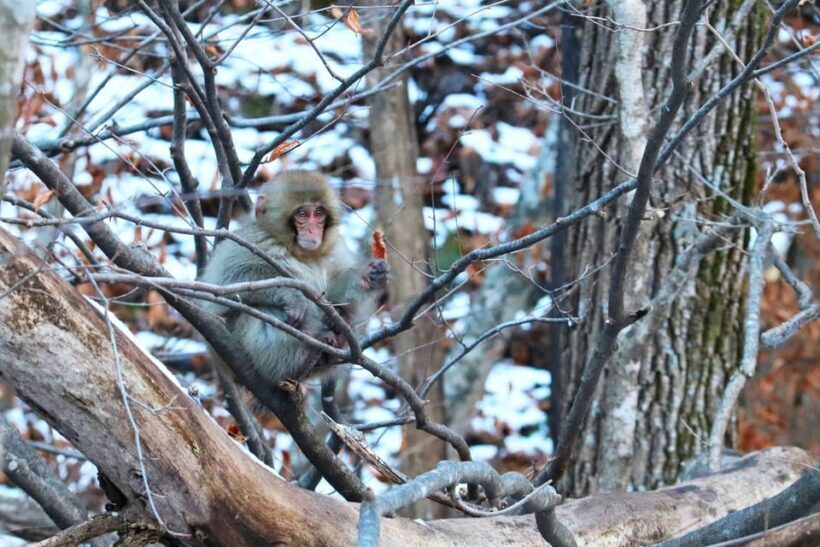 Nagano: Snow Monkeys, Zenkoji Temple & Sake Day Trip - The Sum Up