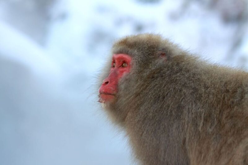 Nagano: Snow Monkeys, Zenkoji Temple & Sake Day Trip - Participant Considerations