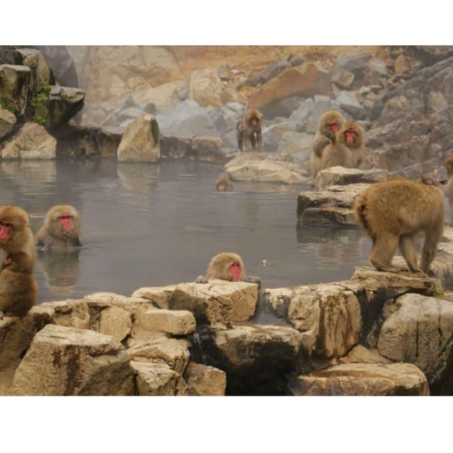 Nagano/Tokyo: Snow Monkey and Zenkoji Temple Private Tour - Key Points