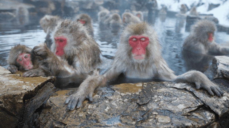 Nagano/Tokyo: Snow Monkey and Zenkoji Temple Private Tour - Transportation and Amenities