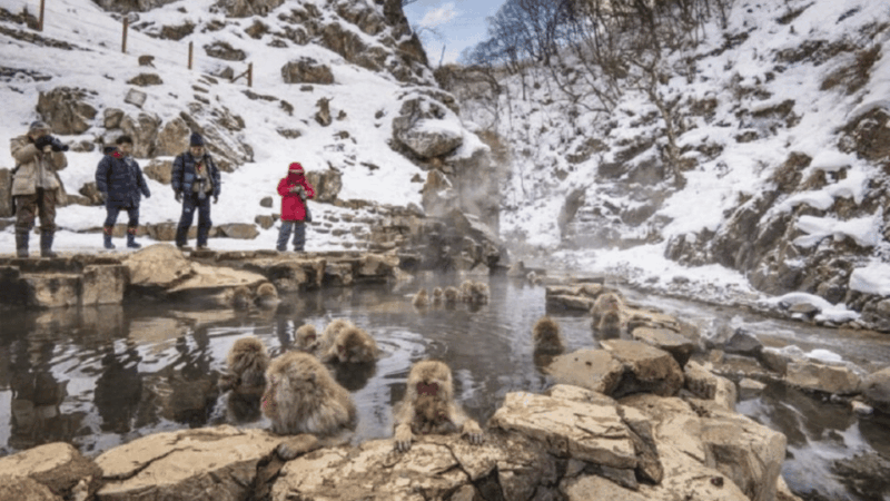 Nagano/Tokyo: Snow Monkey and Zenkoji Temple Private Tour - Customization and Flexibility