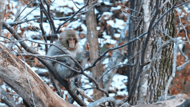 Nagano/Tokyo: Snow Monkey and Zenkoji Temple Private Tour - Comfort and Convenience