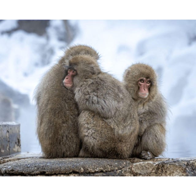 Nagano/Tokyo: Snow Monkey and Zenkoji Temple Private Tour - What to Expect
