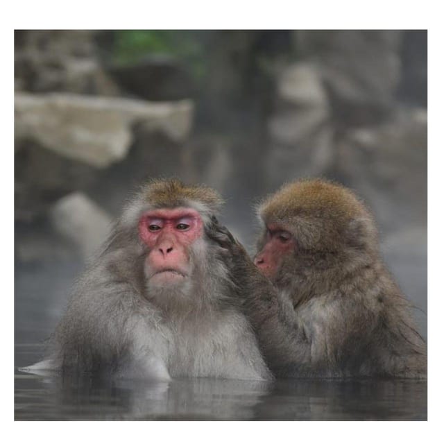 Nagano/Tokyo: Snow Monkey Private Day Tour At Lowest Rate - Customizable Experiences