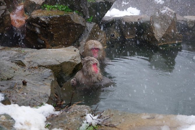 Nagano Winter Special Tour Snow Monkey and Snowshoe Hiking!! - Key Points