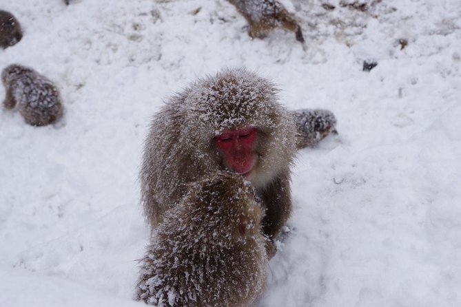 Nagano Winter Special Tour Snow Monkey and Snowshoe Hiking!! - Highlights of the Tour