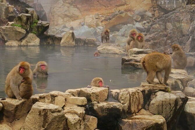 Naganos Snow Monkeys and Sake Tasting Day Tour - Discovering Nagano’s Unique Highlights
