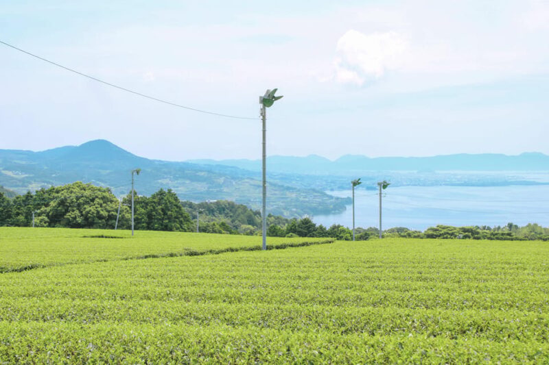 Nagasaki: Explore Japanese Teas on a Tea Tour - Experience Highlights
