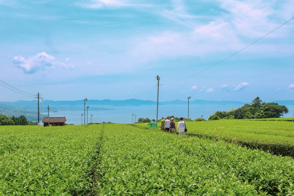 Nagasaki: Explore Japanese Teas on a Tea Tour - Tea Varieties