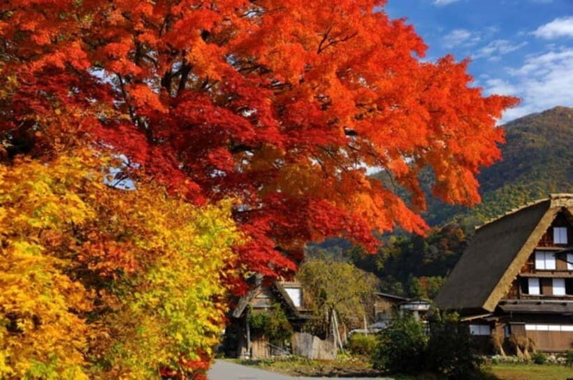 Nagoya: Takayama & Shirakawa-go Day Trip w/ Hida Pork Lunch - Key Points
