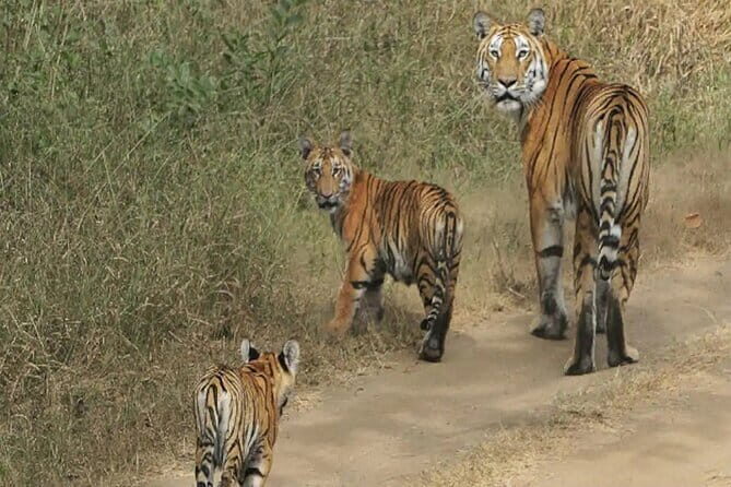Nagpur to Bhopal via Pench & Satpura National Park - FAQ