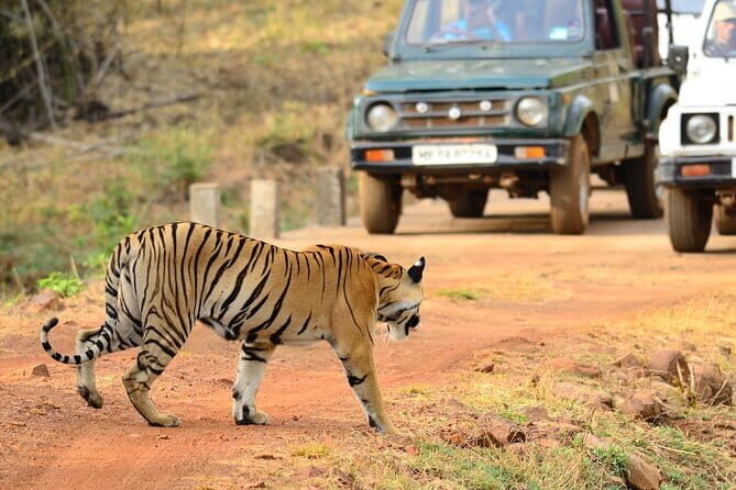 Nagpur to Vizag Tribal Villages & Tiger Safari - Key Points