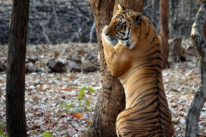 Nagpur to Vizag Tribal Villages & Tiger Safari - Starting Point: Nagpur and Tadoba Tiger Reserve