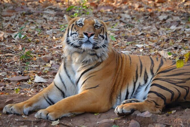 Nagpur to Vizag Tribal Villages & Tiger Safari - The Natural Wonders of Kanger Valley and Borra Caves