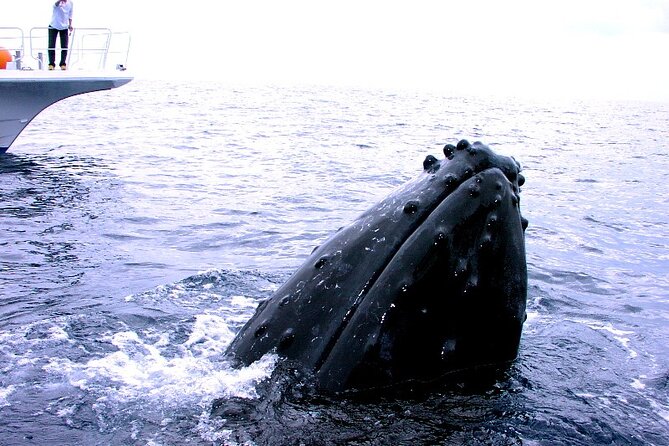 Naha: Kerama Islands Snorkeling Tour/Limited Time Whale Watching - Participant Experiences and Feedback