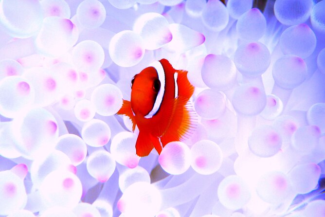 Naha: Kerama Islands Snorkeling Tour/Limited Time Whale Watching - Whale Watching Highlights