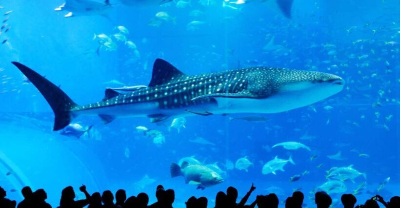 Naha: North Okinawa Sightseeing Tour & Churaumi Aquarium - A Full Breakdown of the Day