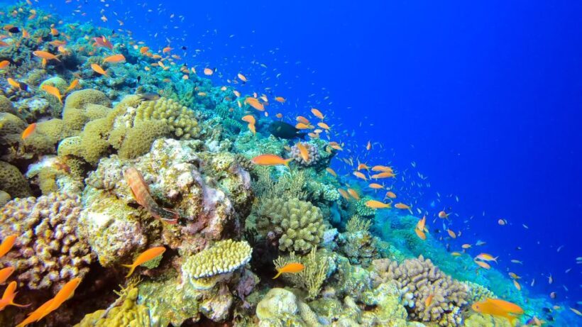 Naha, Okinawa: Kerama Islands Full-Day Intro-Diving Trip - FAQ