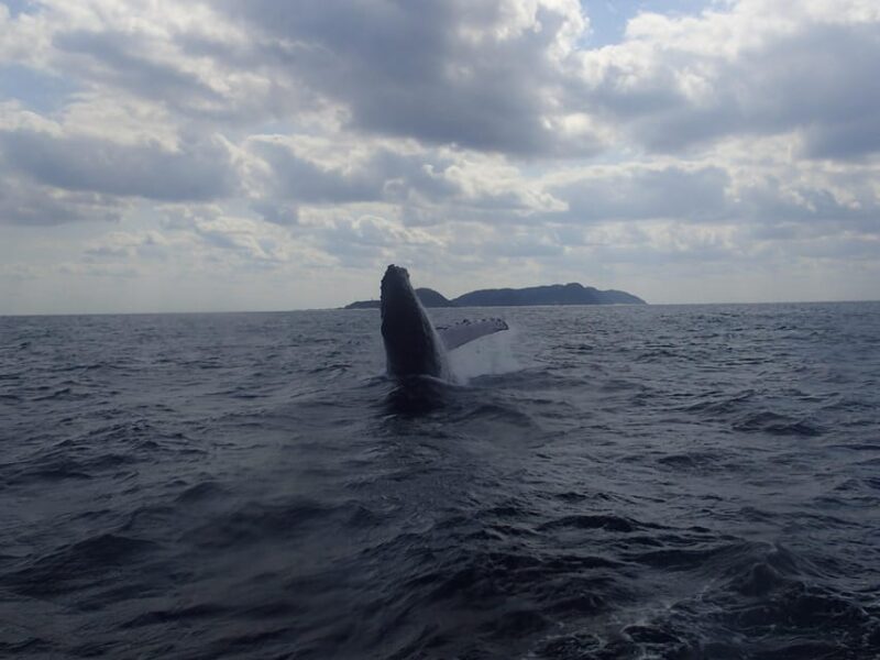 Naha:Kerama Island Experience Dive/Snorkeling/Whale Watching - Personalized Experiences