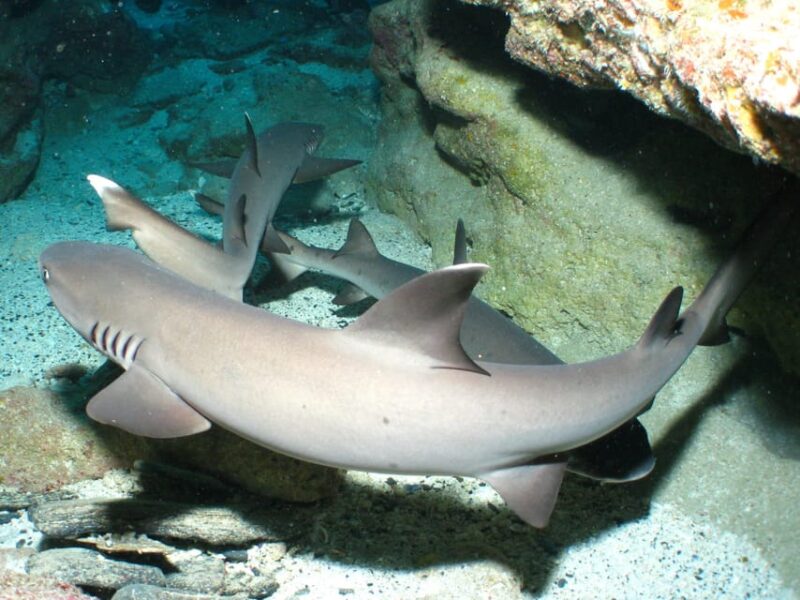 Naha:Kerama Islands 2 Fun Dive/Whale Watching Limited Time - Itinerary and Activities