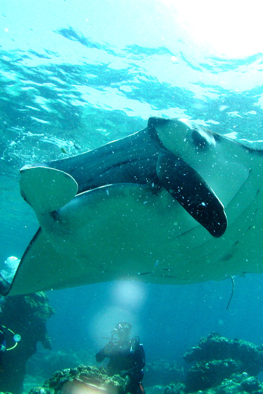 Naha:Kerama Islands 2 Fun Dive/Whale Watching Limited Time - Equipment and Amenities