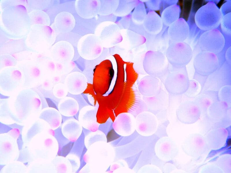 Naha:Kerama Islands 2 Fun Dive/Whale Watching Limited Time - Health and Safety Guidelines