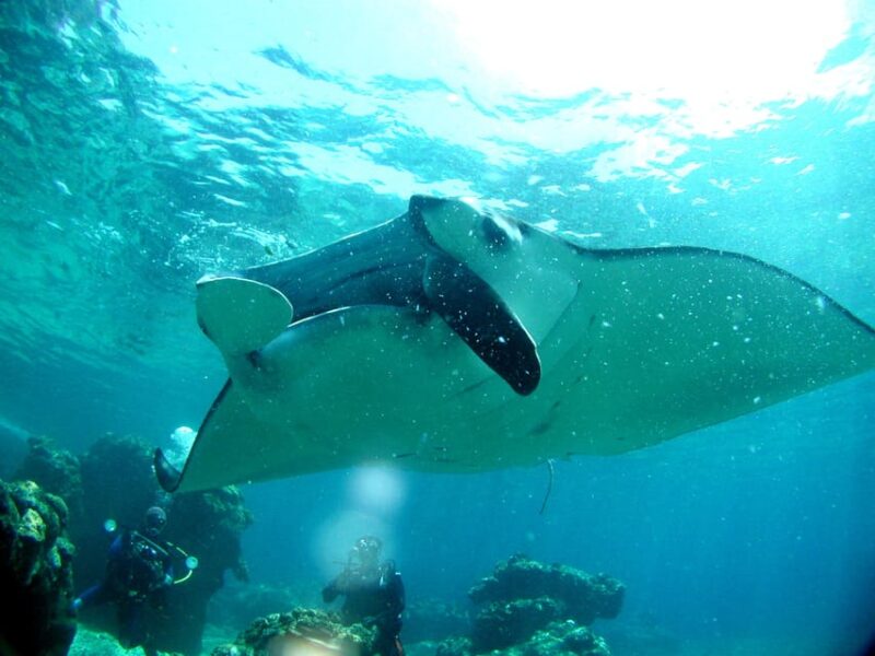 Naha:Kerama Islands 2 Fun Dive/Whale Watching Limited Time - Diving in Kerama National Park
