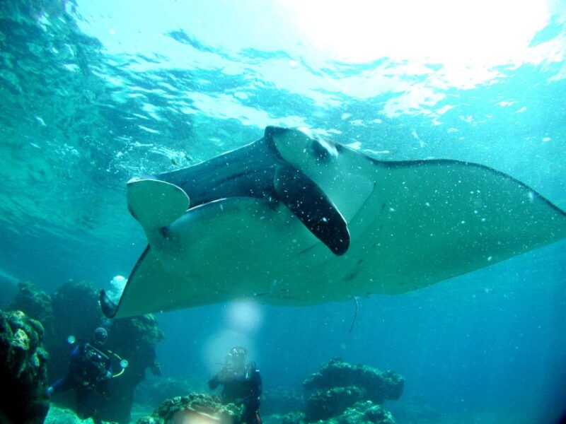 Naha:Kerama Islands 2 Fun Dive/Whale Watching Limited Time - Frequently Asked Questions