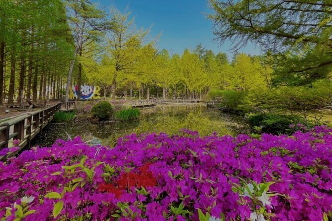 Nami Island and Rail Bike Day Trip from Seoul - What Travelers Say and What You Should Know
